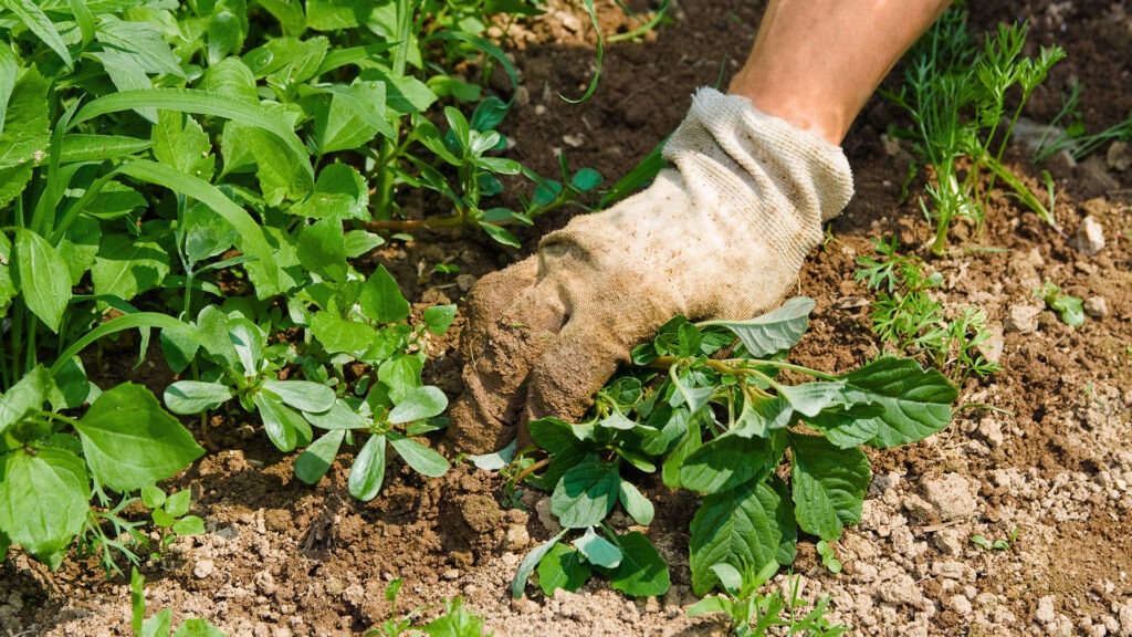 Weeding the WaterSaver Landscape - Garden Style San Antonio