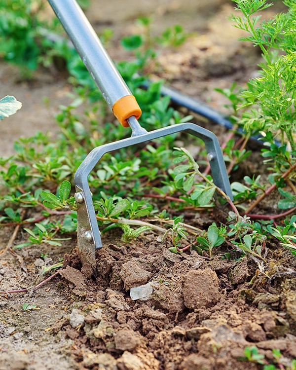 Weeding the WaterSaver Landscape - Garden Style San Antonio