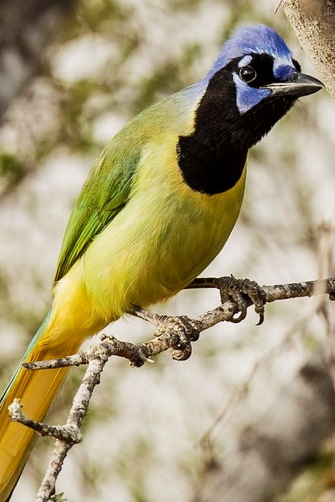 Jays: Colorful Denizens in San Antonio - Garden Style San Antonio