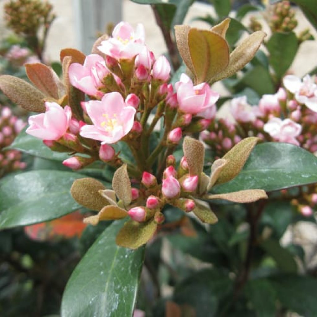 Possumhaw Holly - Garden Style San Antonio