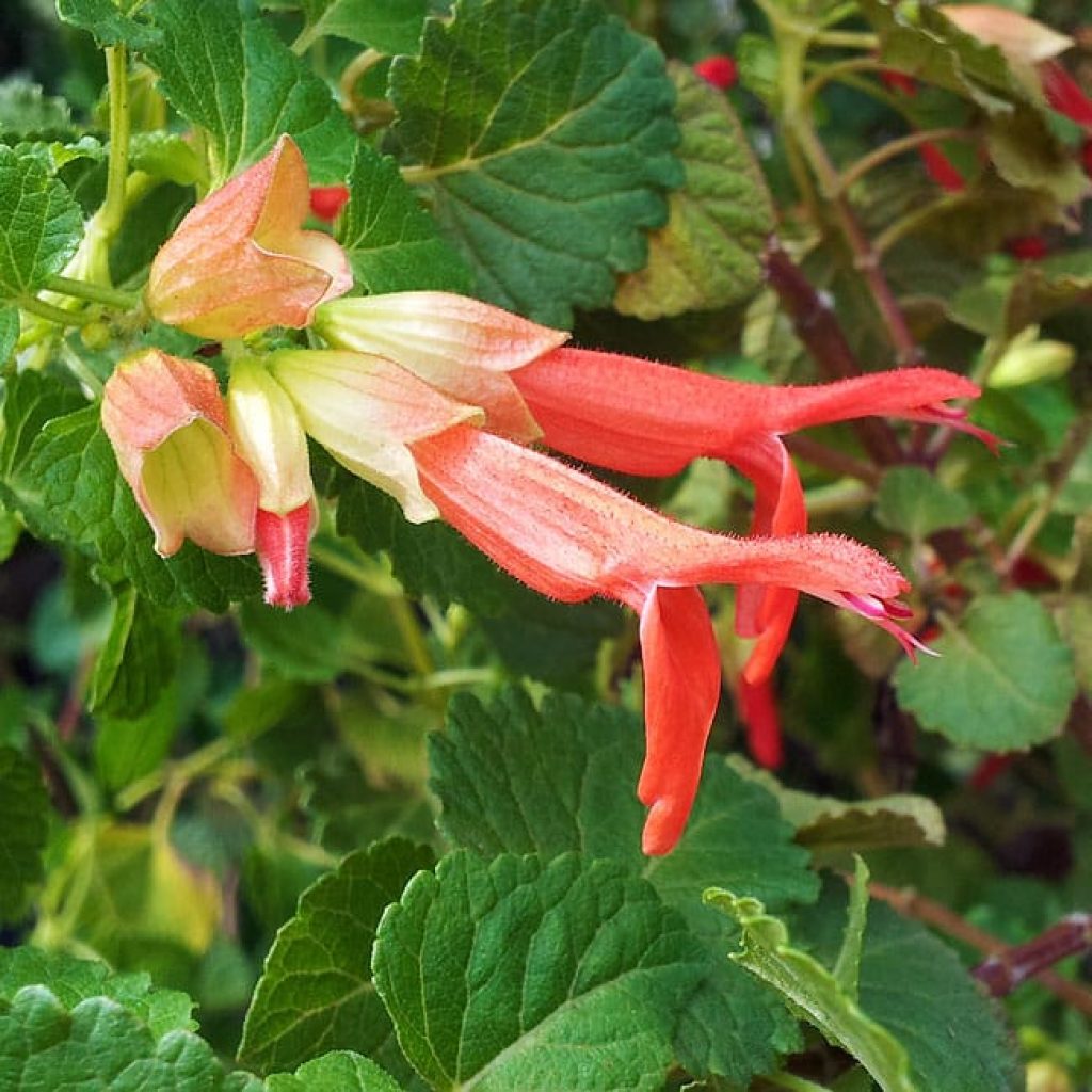 Scarlet Sage - Garden Style San Antonio