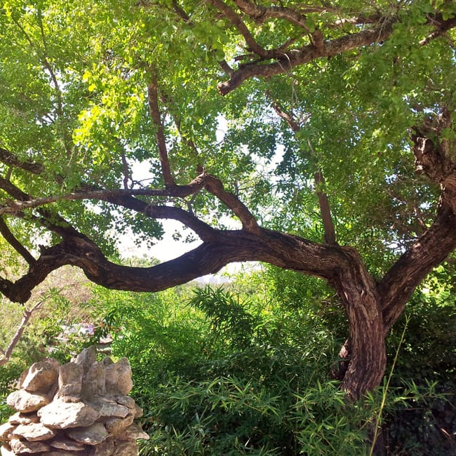 Bluewood Condalia - Garden Style San Antonio