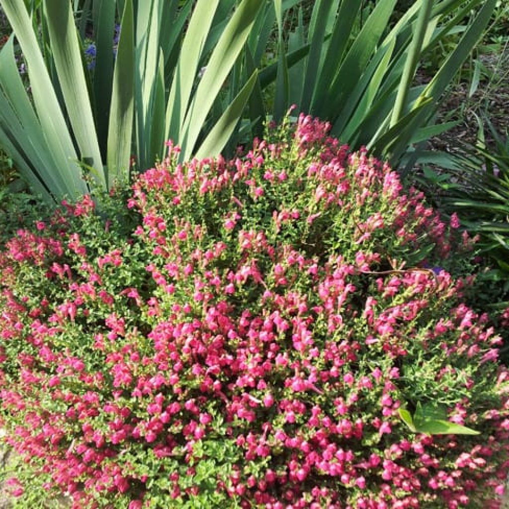 Bulbine - Garden Style San Antonio