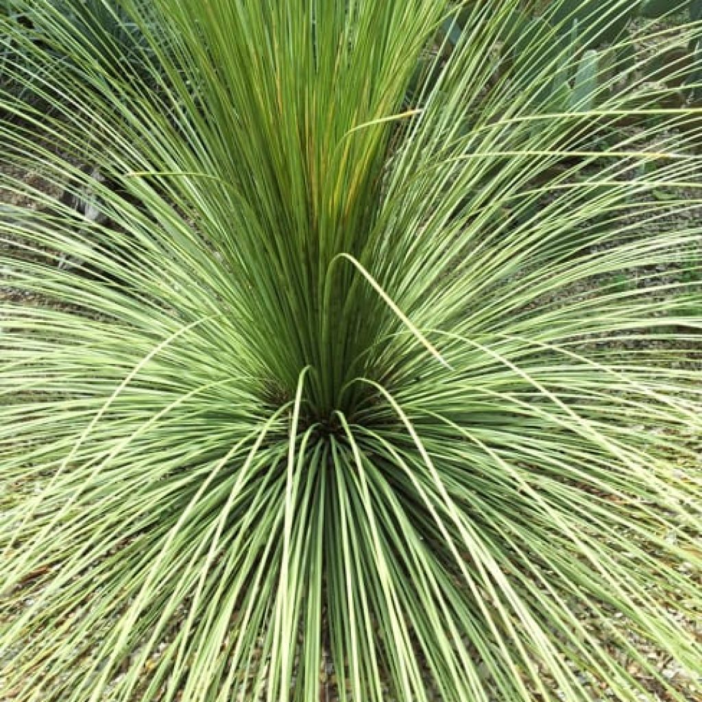 Gregg Dalea - Garden Style San Antonio