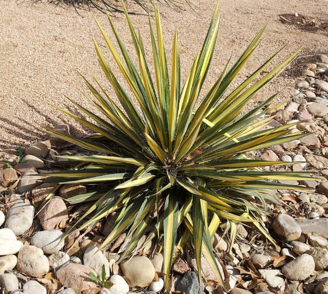 Yucca Archives - Garden Style San Antonio