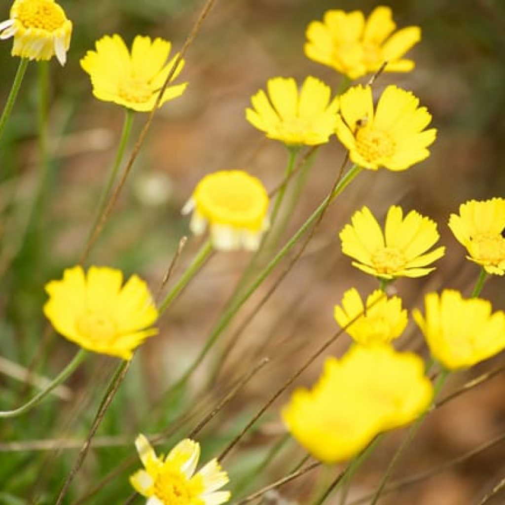 Blackfoot Daisy - Garden Style San Antonio