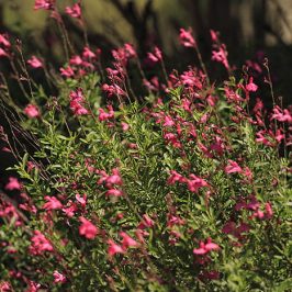 Find a Plant - Garden Style San Antonio