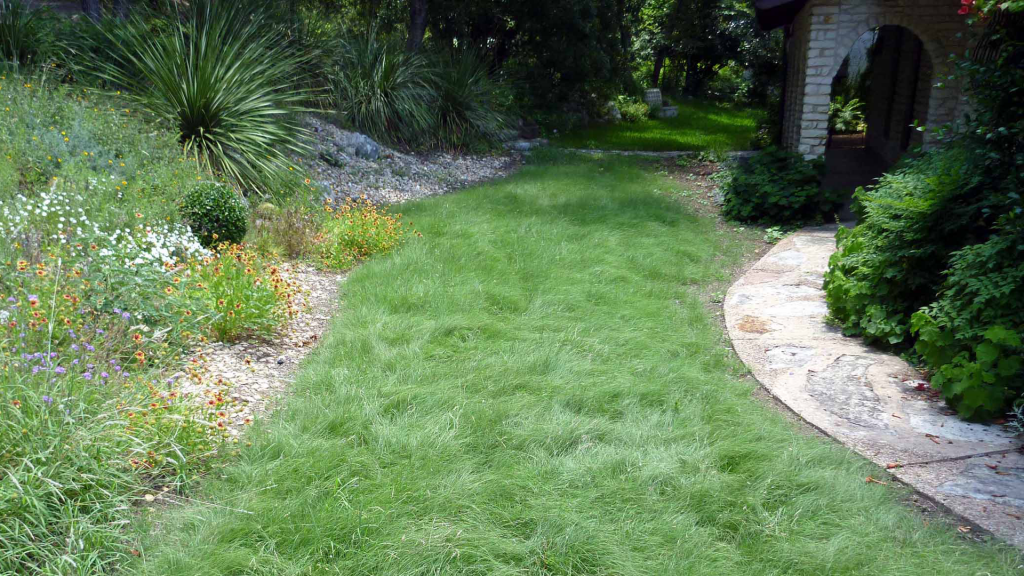 Going Native With Texas Turf - Garden Style San Antonio