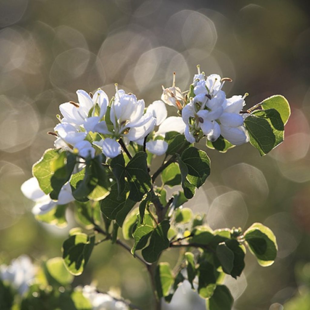 Garden Style San Antonio - Garden Experts & Water Saving Resources for ...