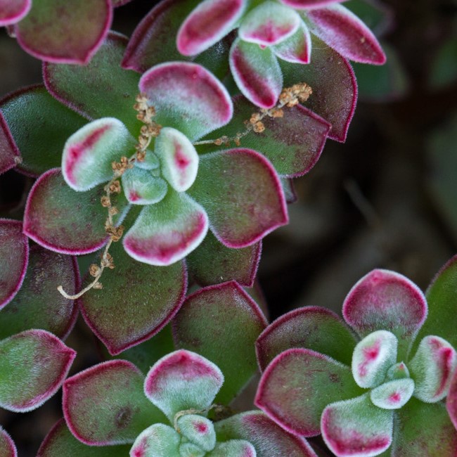 Sedum - Garden Style San Antonio