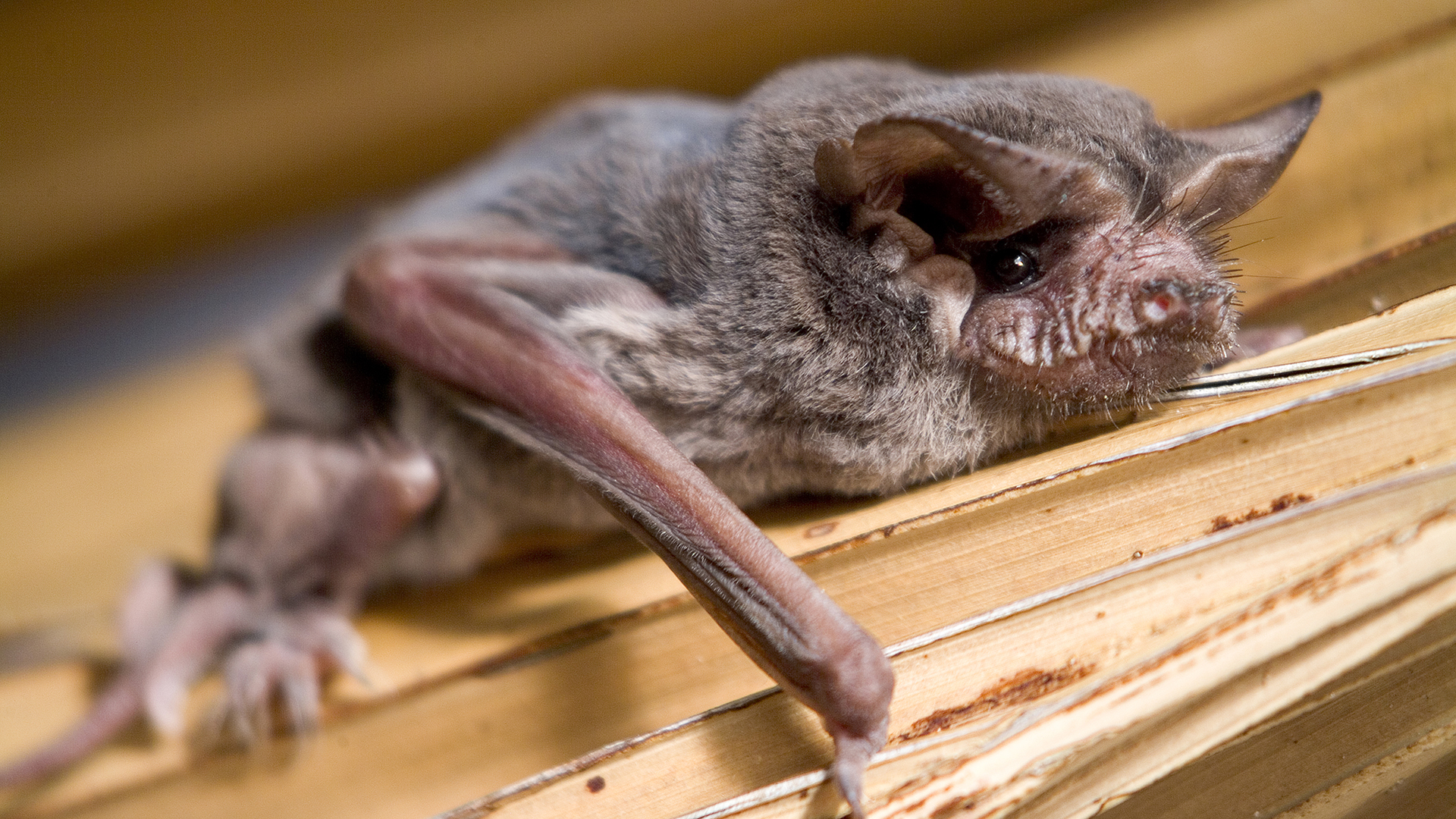 Blooms for Bats - Garden Style San Antonio