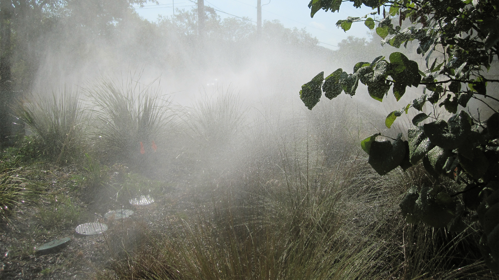 Landscape in a fog? - Garden Style San Antonio