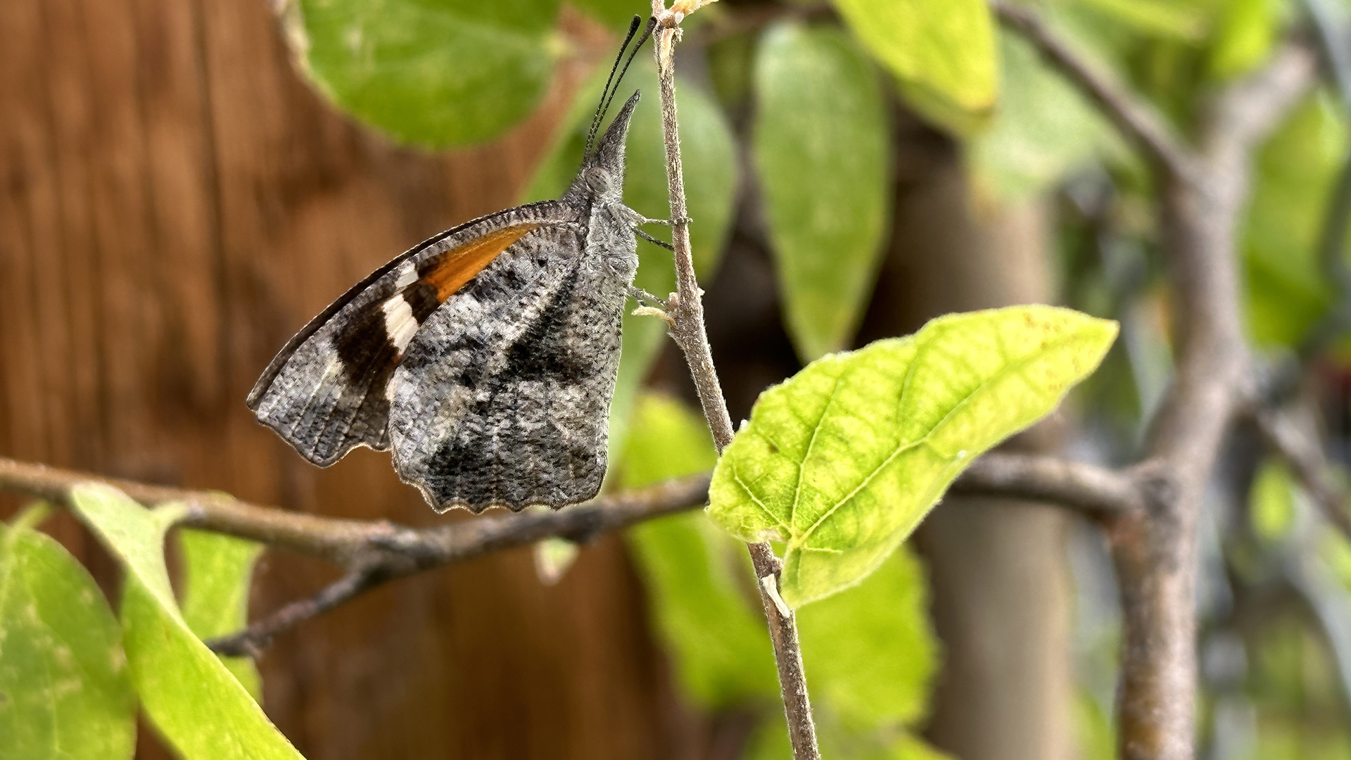 Snouts all about - Garden Style San Antonio