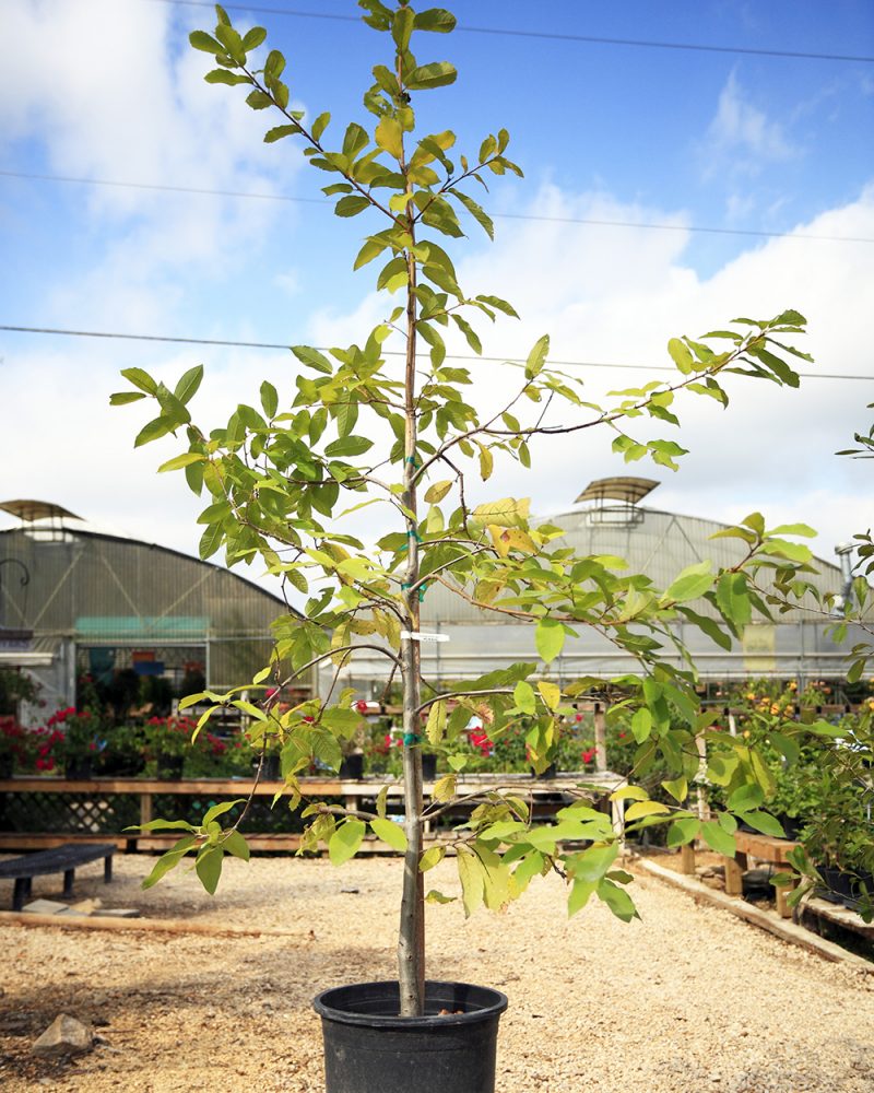 The most perfect planting time of the year? - Garden Style San Antonio