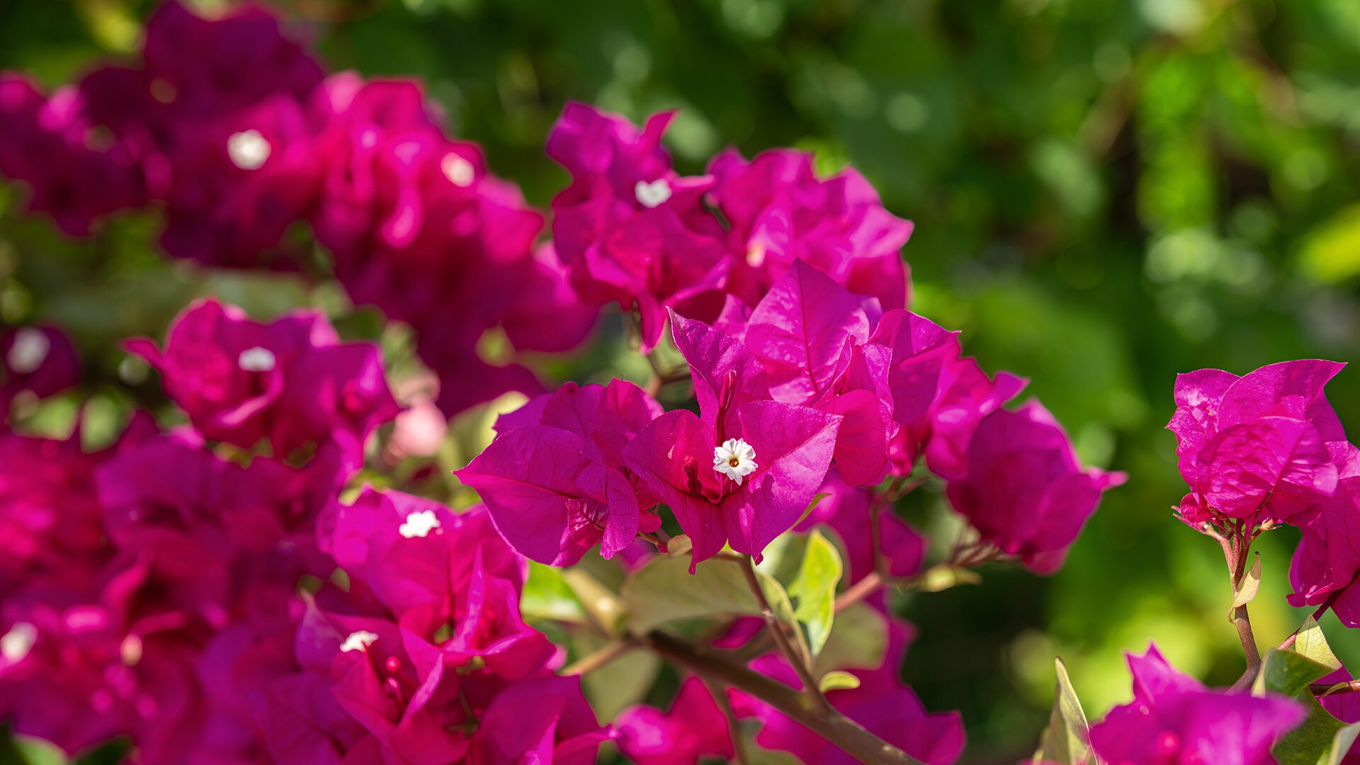 WaterSaver Landscape Coupons are back — bigger and better than ever ...