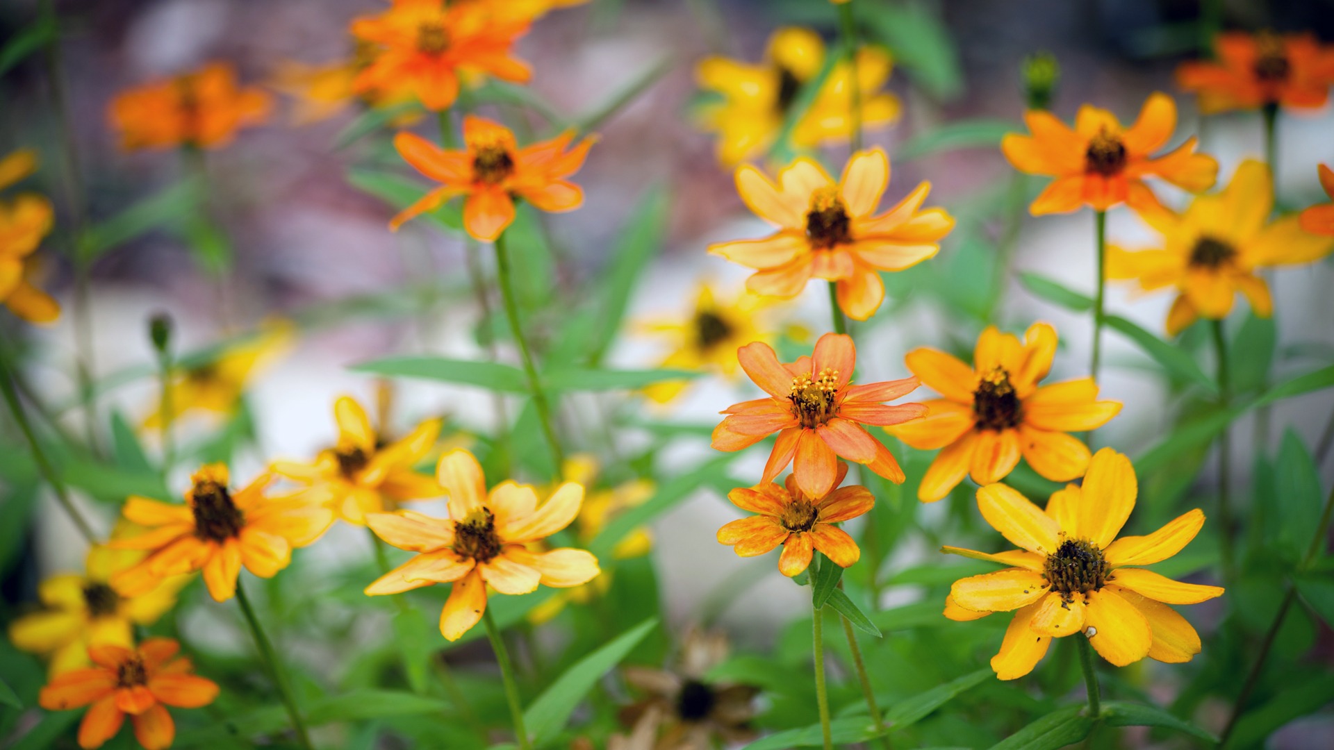 Landscape need a lift? ‘Festival of Flowers’ has the fix! - Garden ...