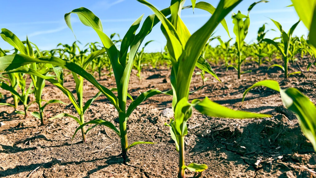 Dryland farming: A new perspective on water conservation - Garden Style ...