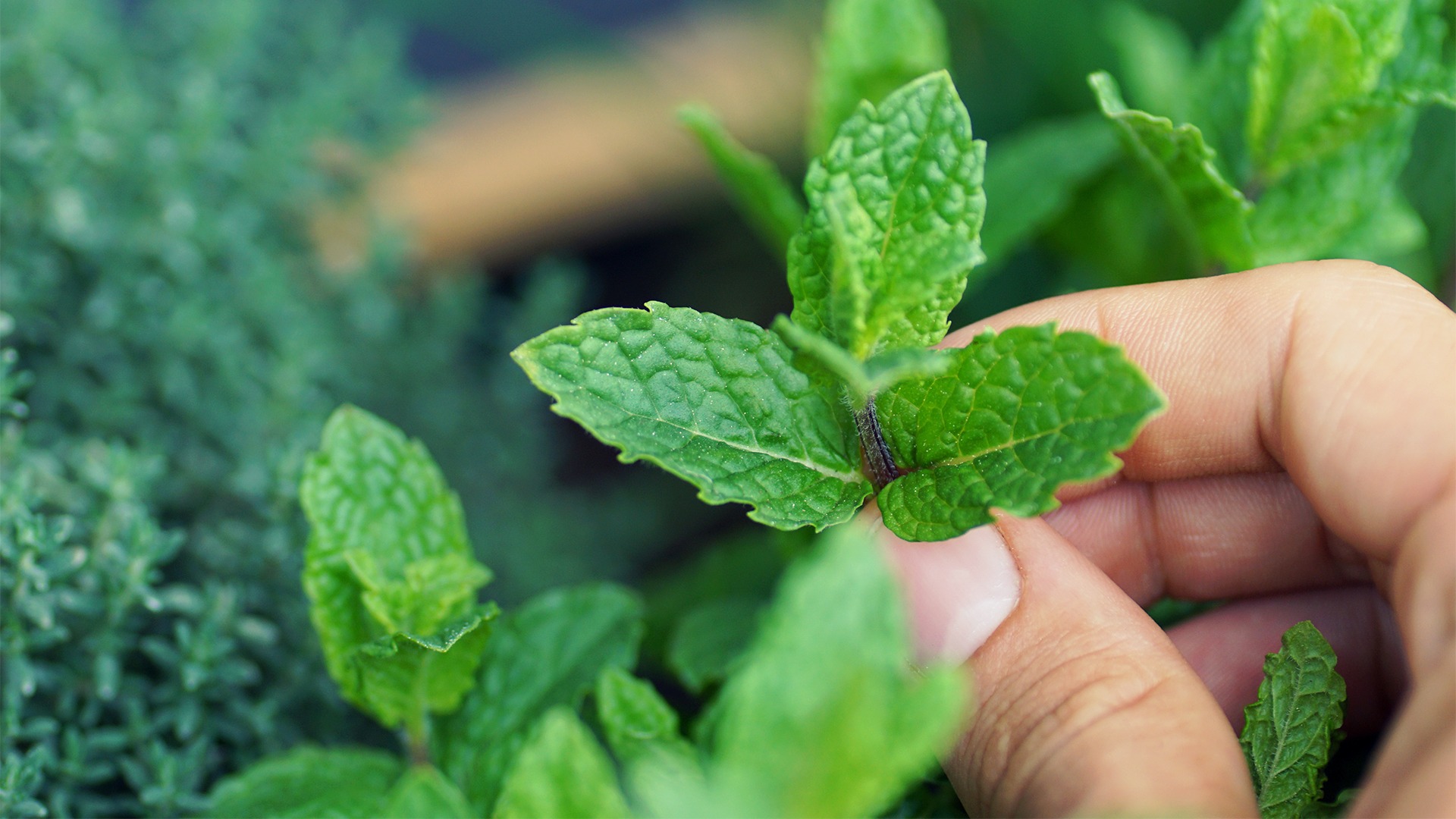 Bring joy and ‘merry mint’ to your home for the holidays - Garden Style ...