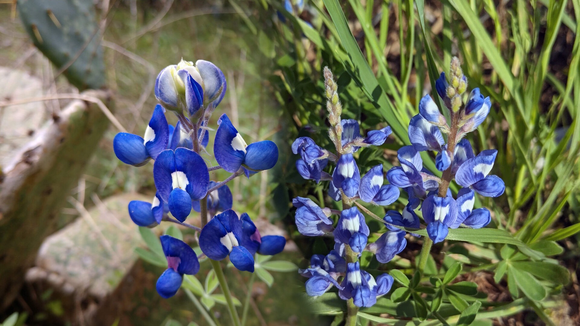 Another tale of two plants: Bluebonnets - Garden Style San Antonio